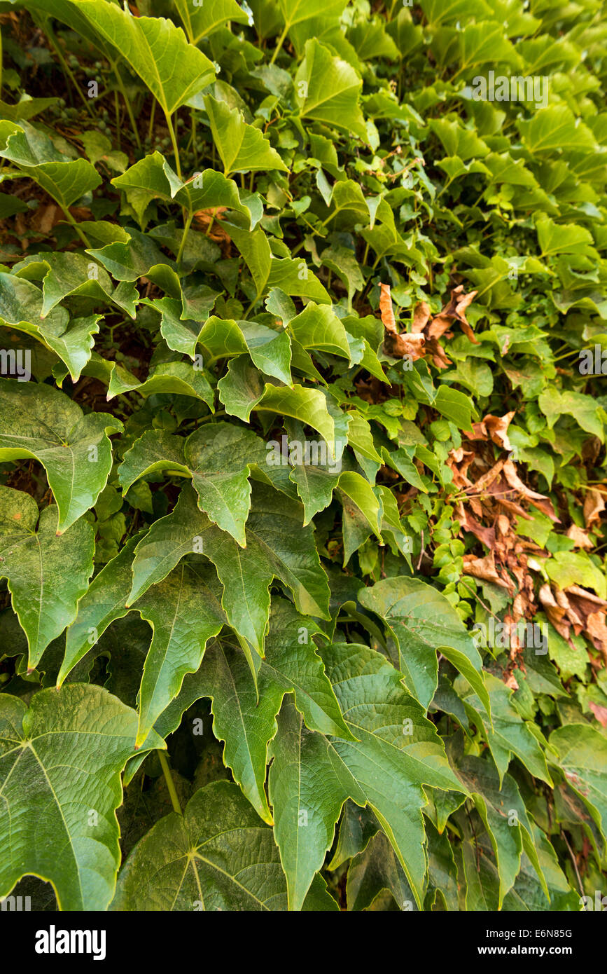 Ivy and Virginia creeper vines growing on a brick wall Stock Photo - Alamy