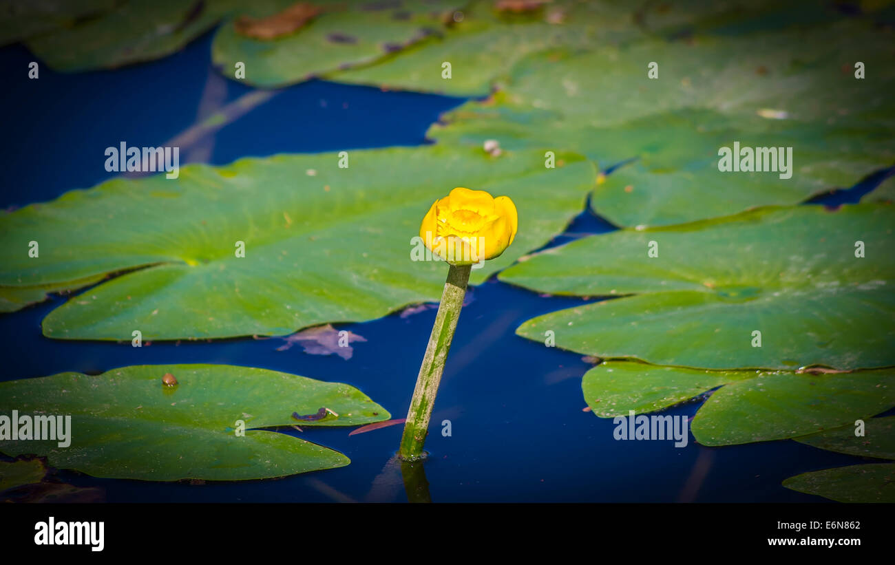 Nuphar hi-res stock photography and images - Alamy