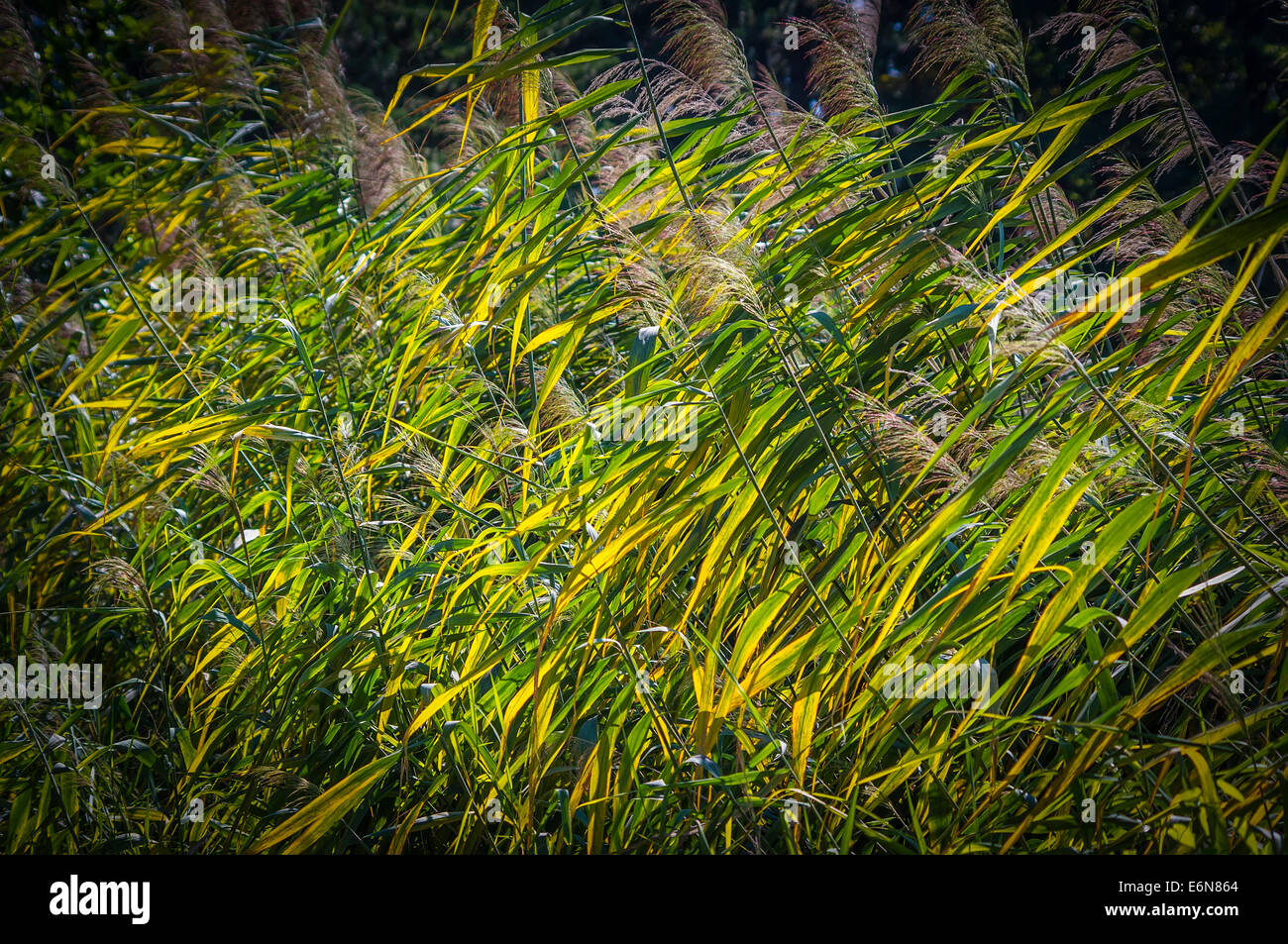 Reed wallpaper hi-res stock photography and images - Alamy