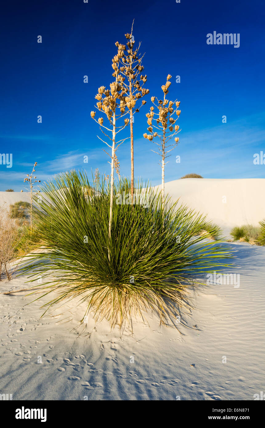 Soaptree Yucca (Yucca elata) and dunes, White Sands National Monument ...