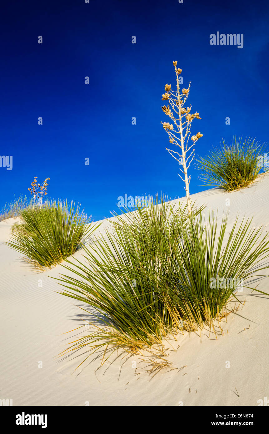 Soaptree Yucca (Yucca elata) and dunes, White Sands National Monument ...