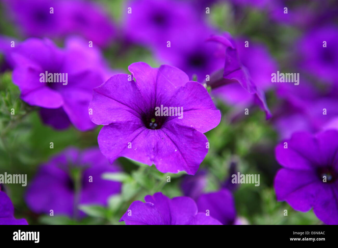 Petunia blue fantasy hi-res stock photography and images - Alamy
