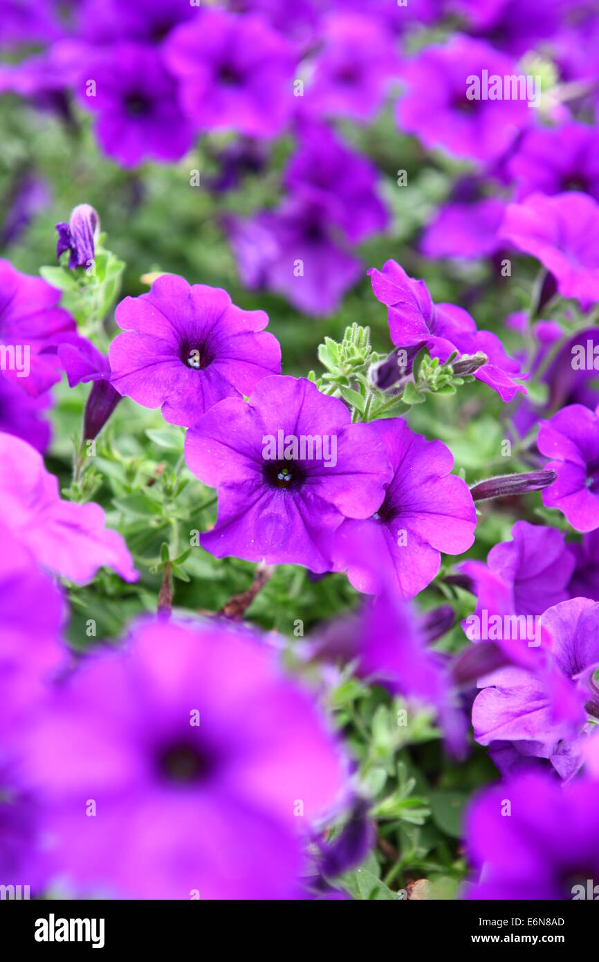 Flowerbed of beautiful purple flowers purple Petunia Blue fantasy Stock ...