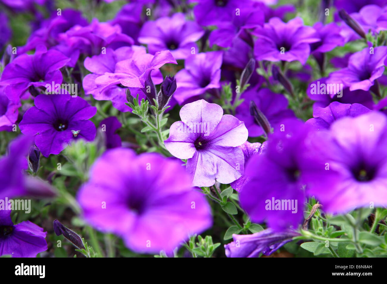 Petunia flowerbed hi-res stock photography and images - Alamy