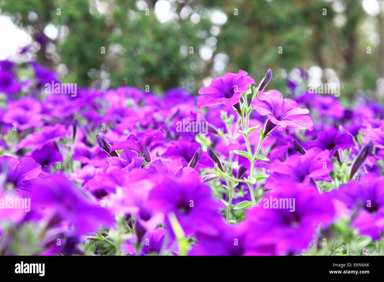 Flowerbed of beautiful purple flowers purple Petunia Blue fantasy Stock ...