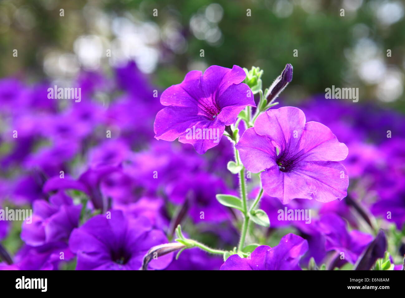 Petunia blue fantasy hi-res stock photography and images - Alamy