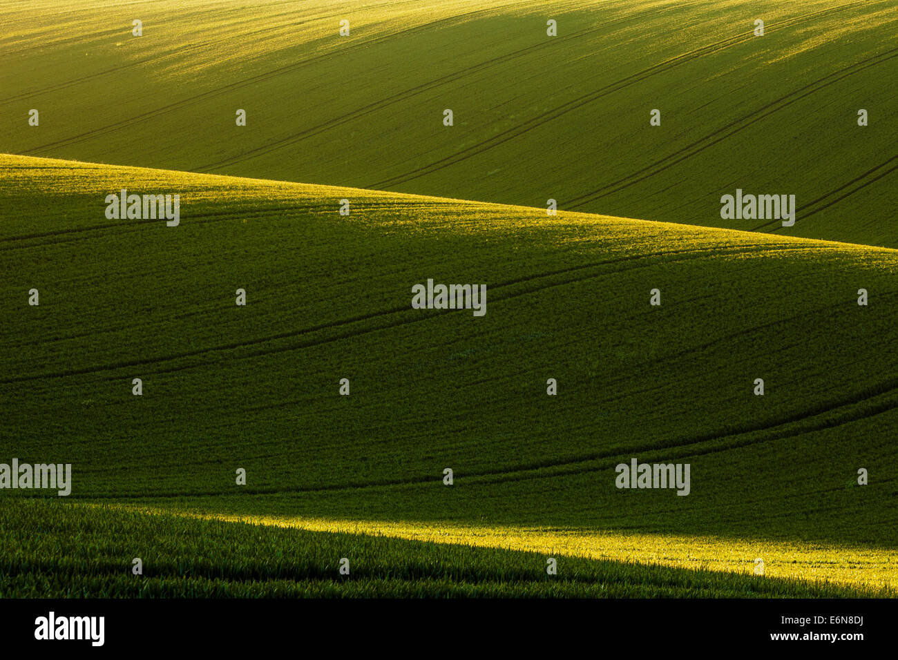 Spring evening on the South Downs, East Sussex, England Stock Photo - Alamy