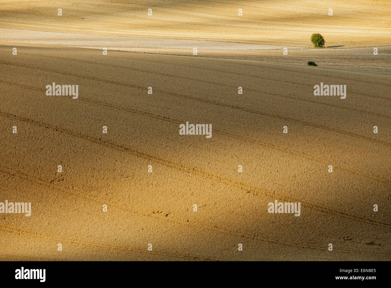 Ripe fields of the South Downs, East Sussex, England Stock Photo - Alamy