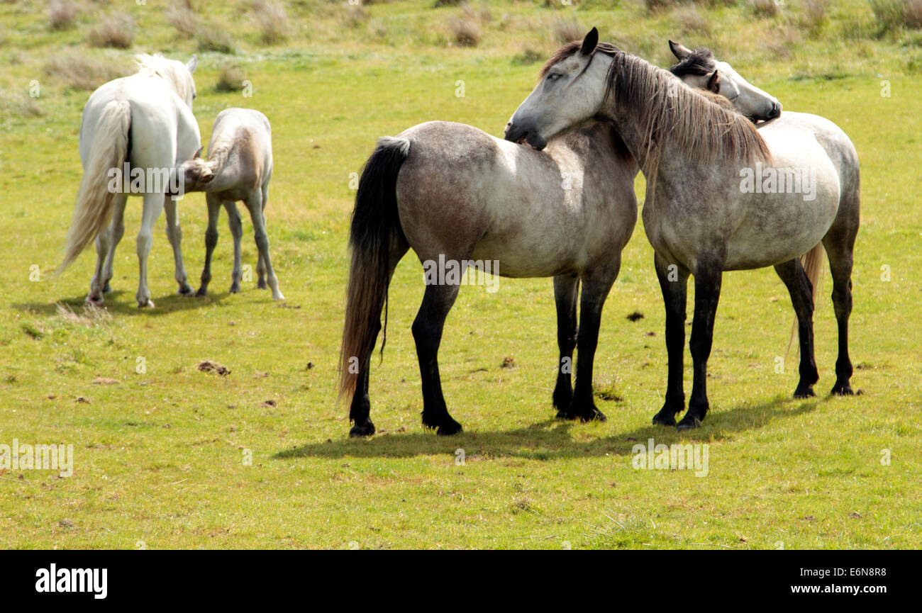 Four horses standing in a field engaged in caring for each other Stock ...