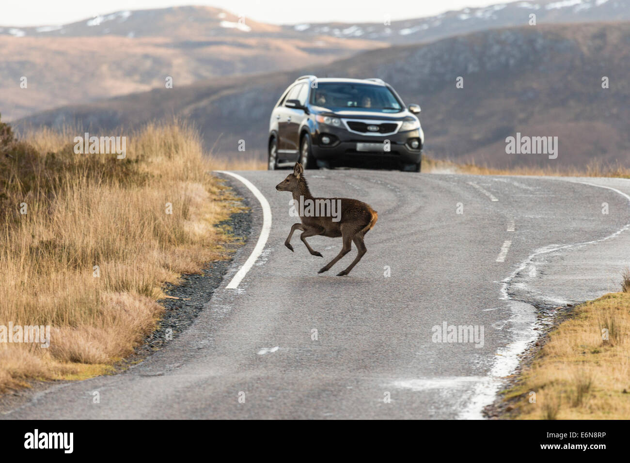 Deer crossing the road hi-res stock photography and images - Alamy