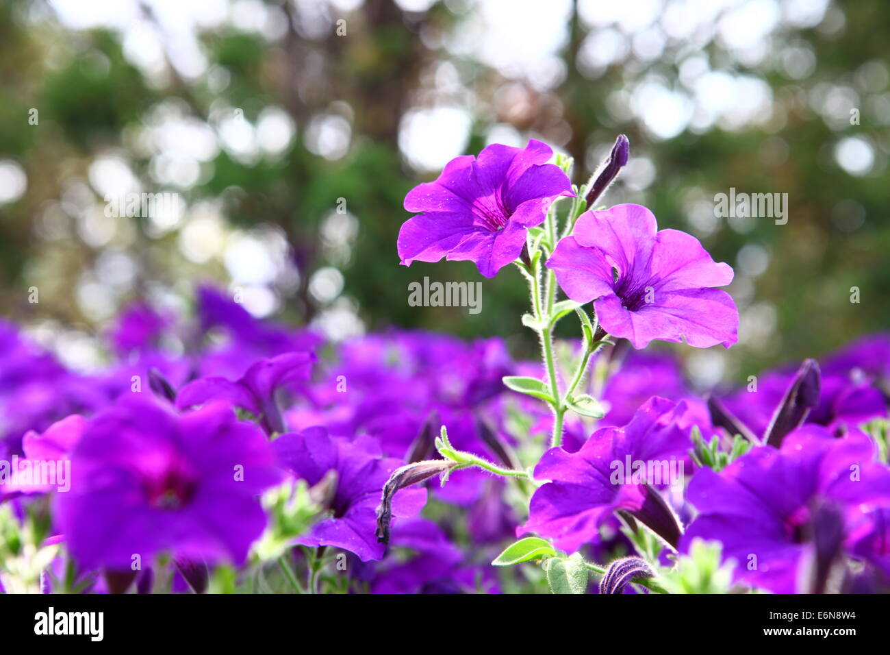 Petunia blue fantasy hi-res stock photography and images - Alamy