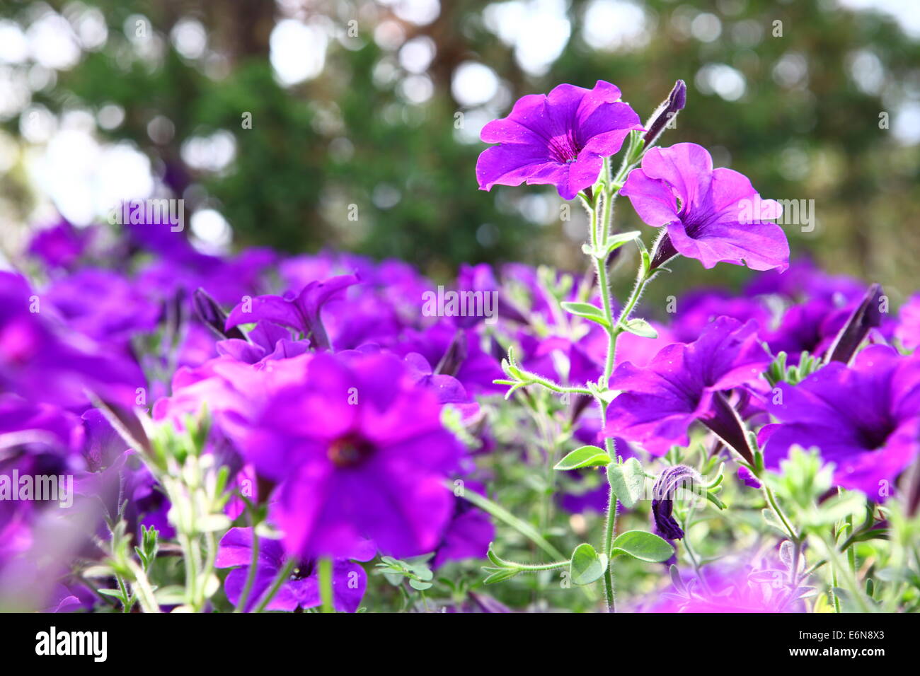 Petunia blue fantasy hi-res stock photography and images - Alamy