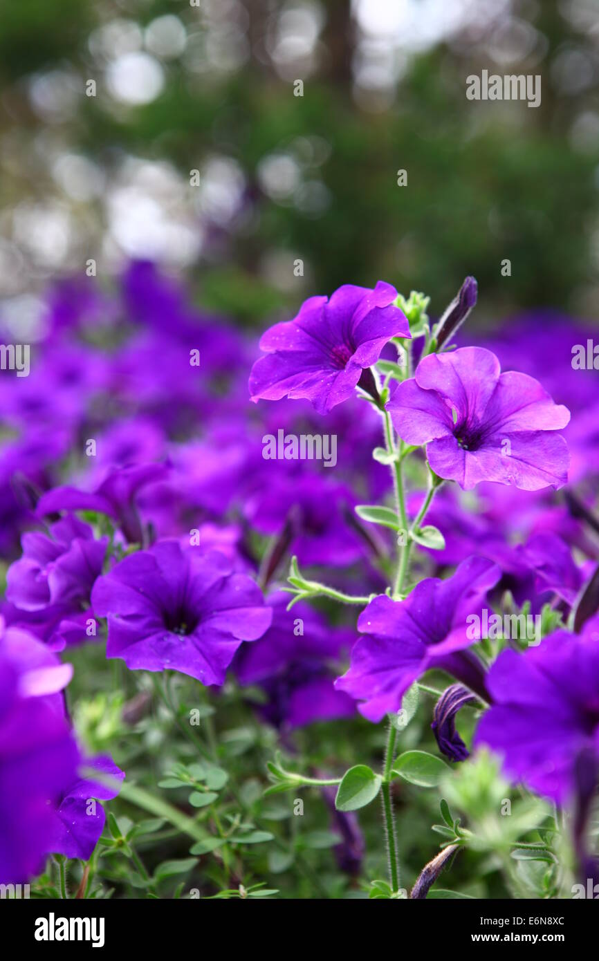 Petunia blue fantasy hi-res stock photography and images - Alamy