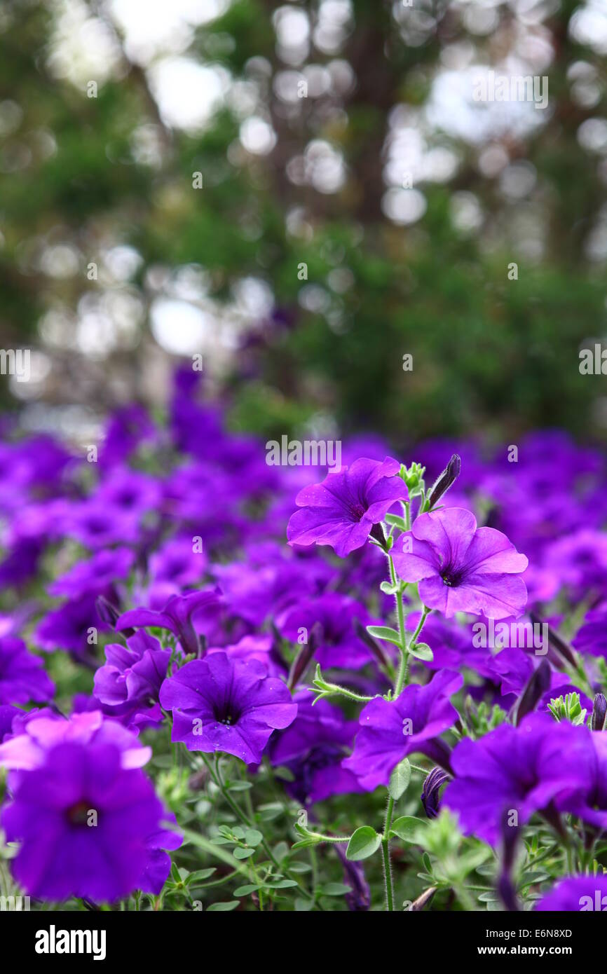 Petunia blue fantasy hi-res stock photography and images - Alamy