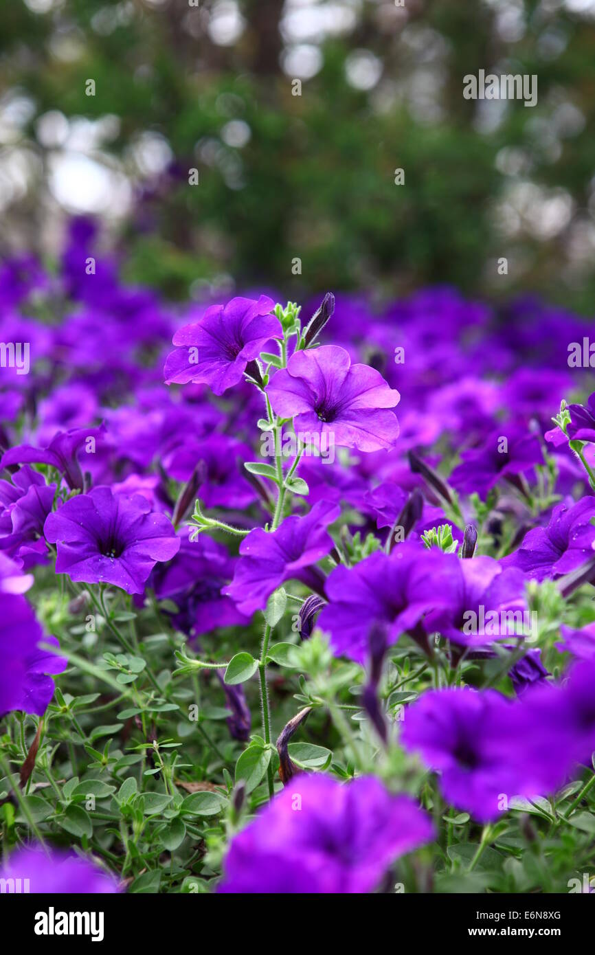 Flowerbed of beautiful purple flowers purple Petunia Blue fantasy Stock ...