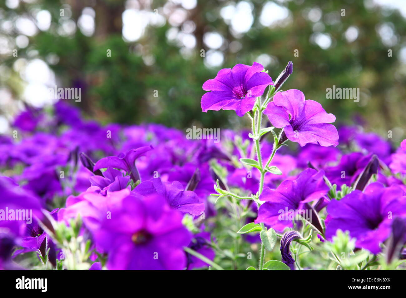 Petunia blue fantasy hi-res stock photography and images - Alamy