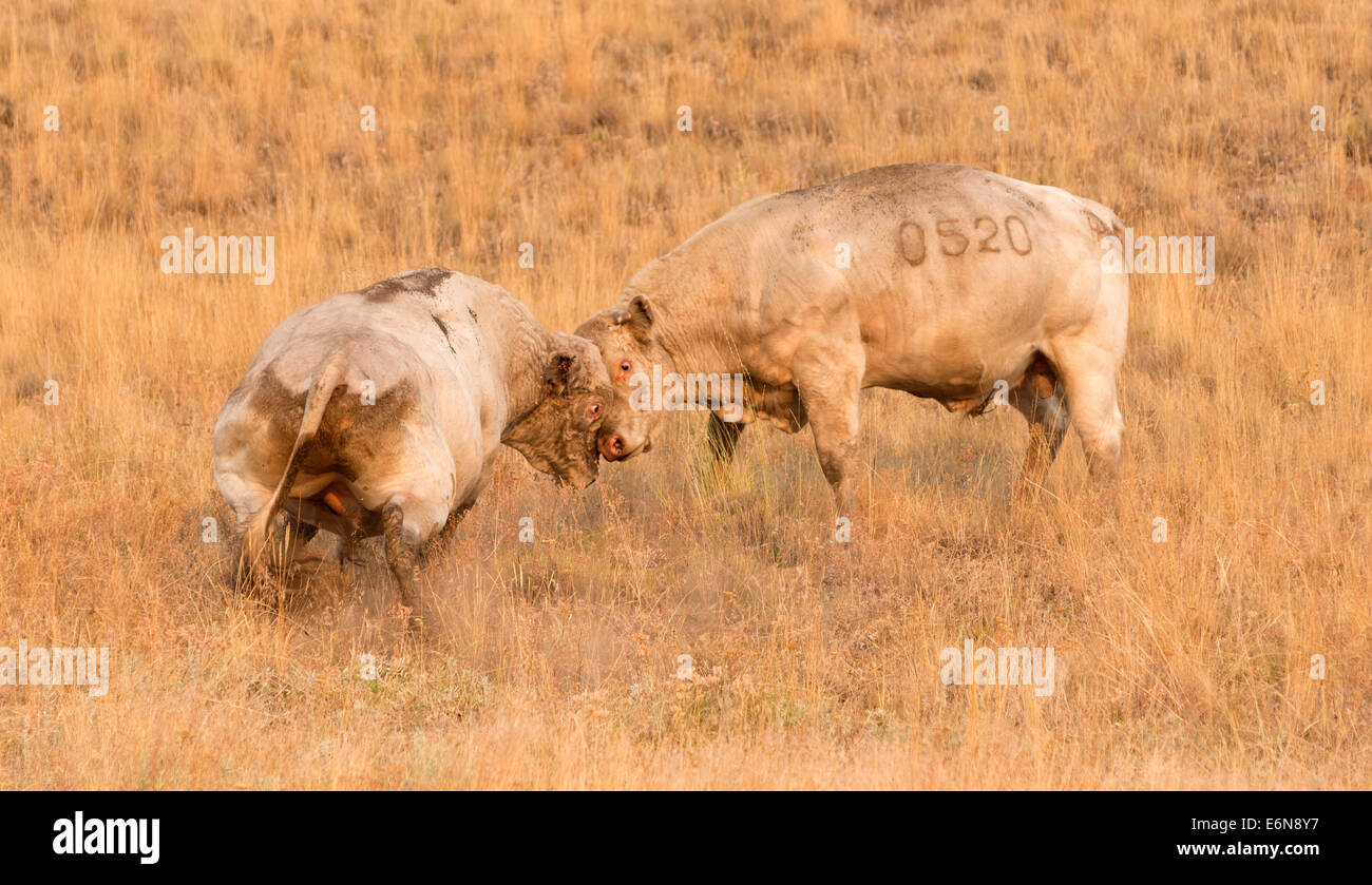 Two bulls going head to head on Oregon's Zumwalt Prairie Stock Photo ...