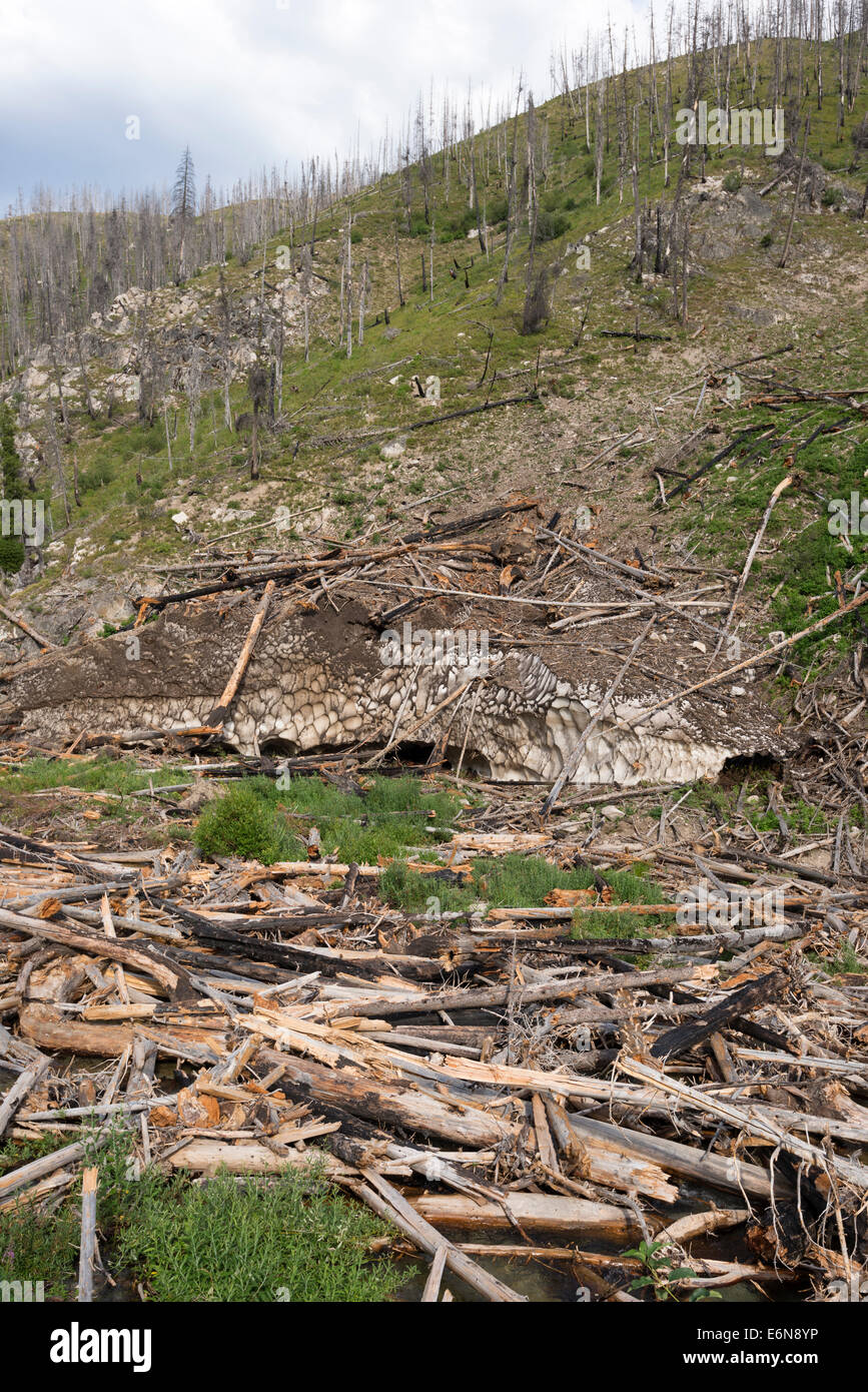 Snow and log debris from an avalanche ran down a slope that had been ...