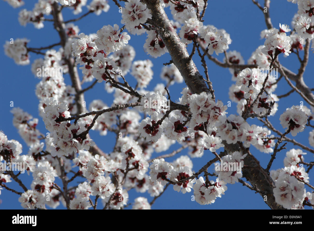 Turkey apple tree hi-res stock photography and images - Alamy