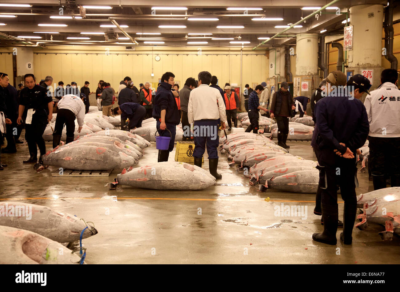 Tuna auction at Tsukiji fish market, Tokyo, Japan, Asia, the largest ...
