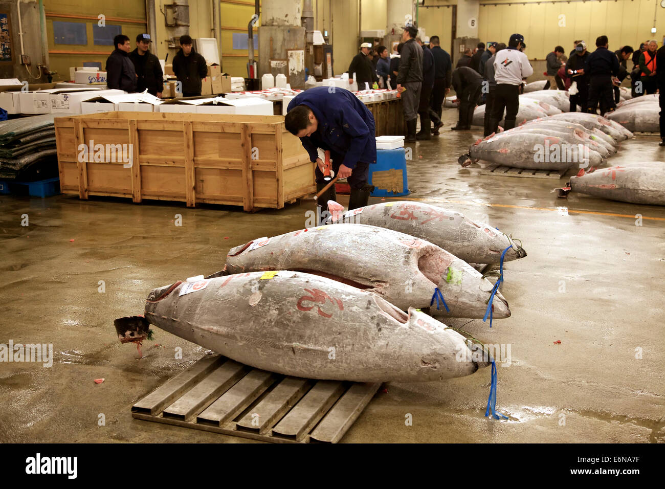 Tokyo tourists tuna auction hi-res stock photography and images - Alamy
