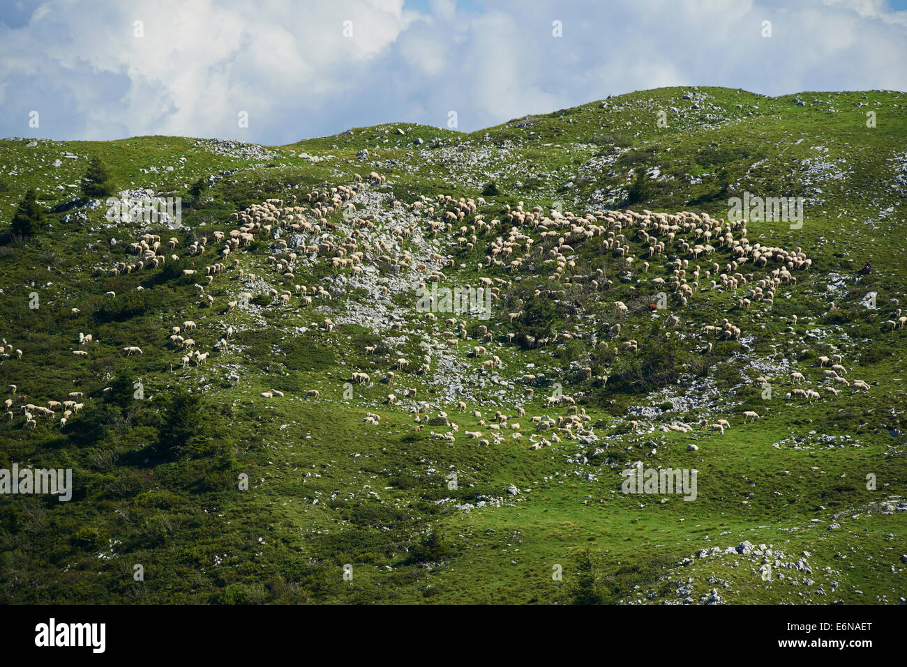 Sheep graze on a hillside of Monte Baldo Italy Alps Mountains Stock ...