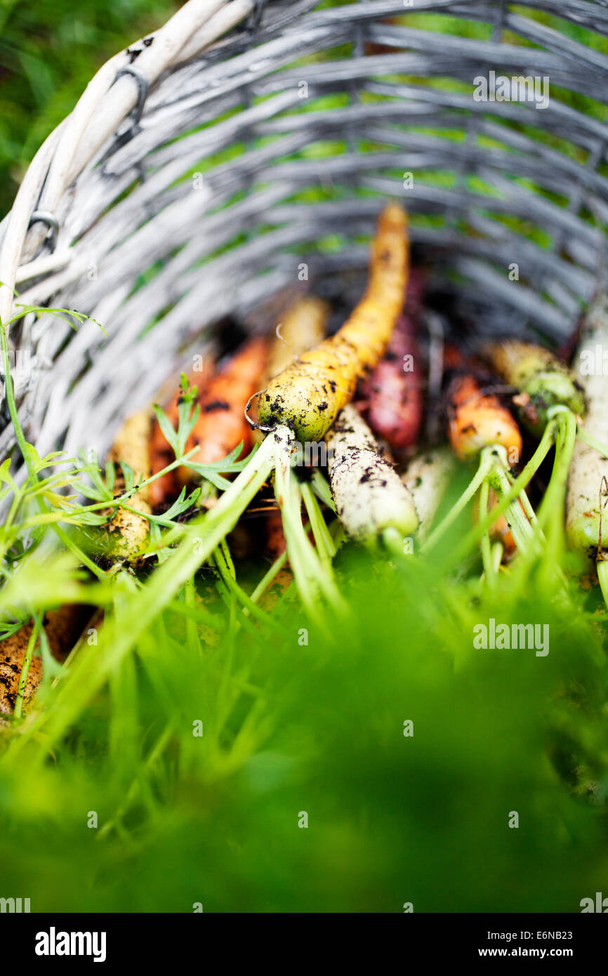 Fresh rainbow carrots picked from the garden Stock Photo - Alamy