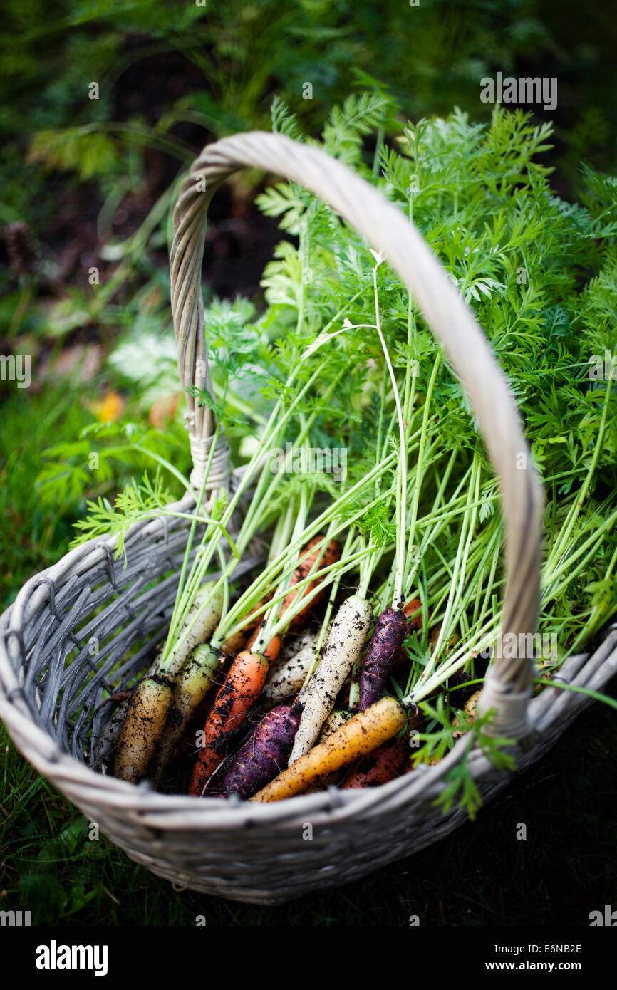 Fresh rainbow carrots picked from the garden Stock Photo - Alamy