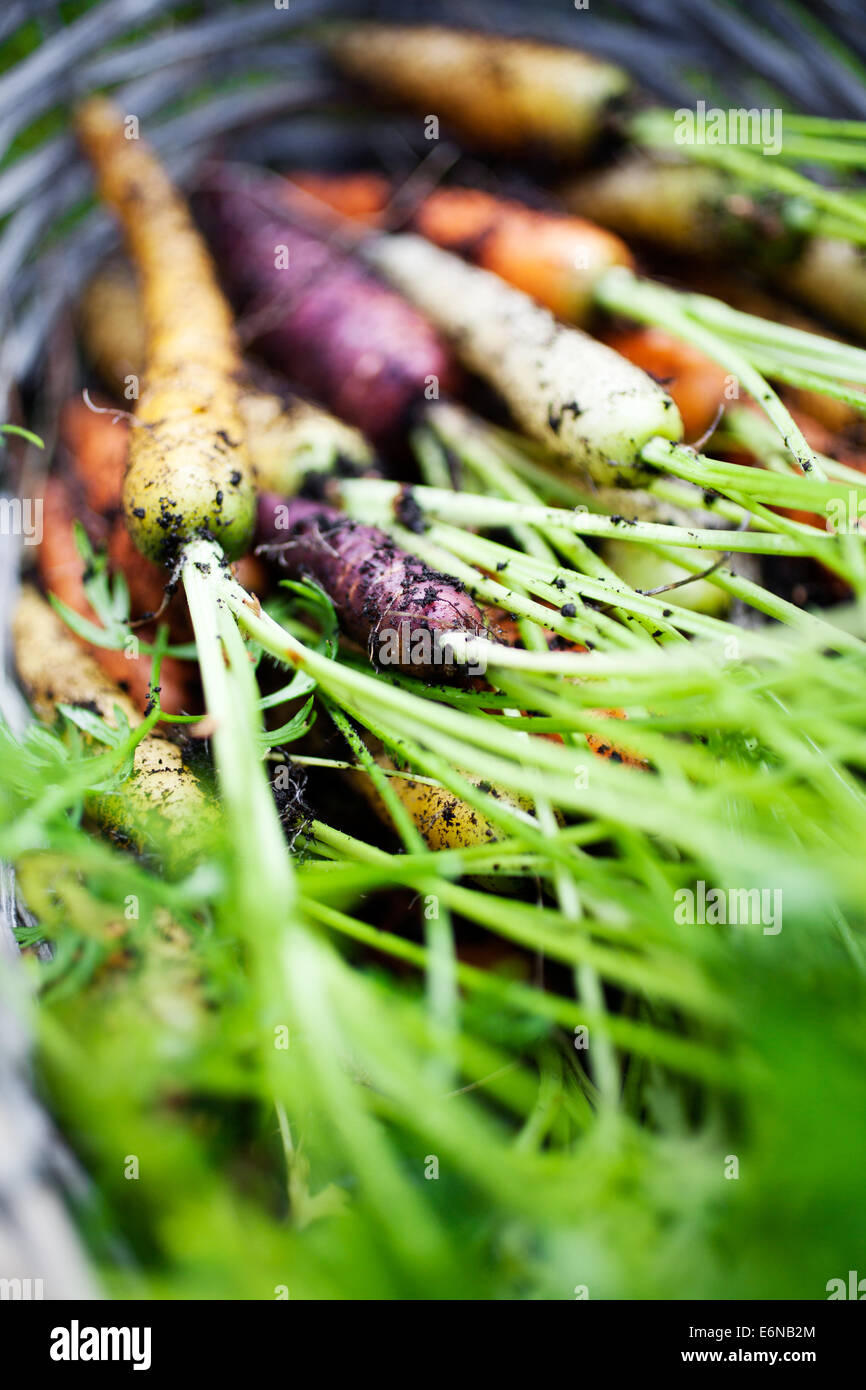 Fresh rainbow carrots picked from the garden Stock Photo - Alamy