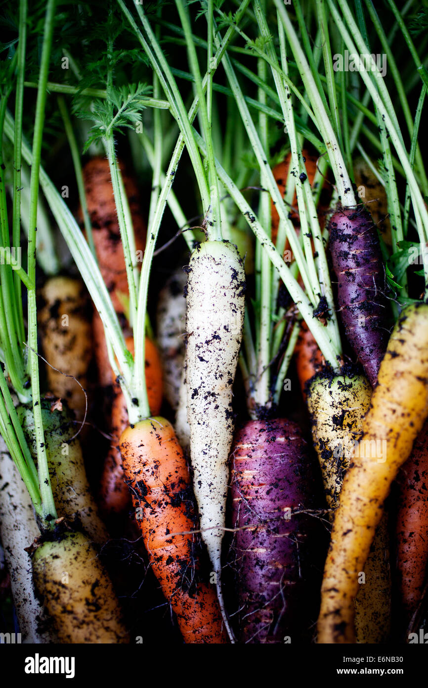 Fresh rainbow carrots picked from the garden Stock Photo - Alamy