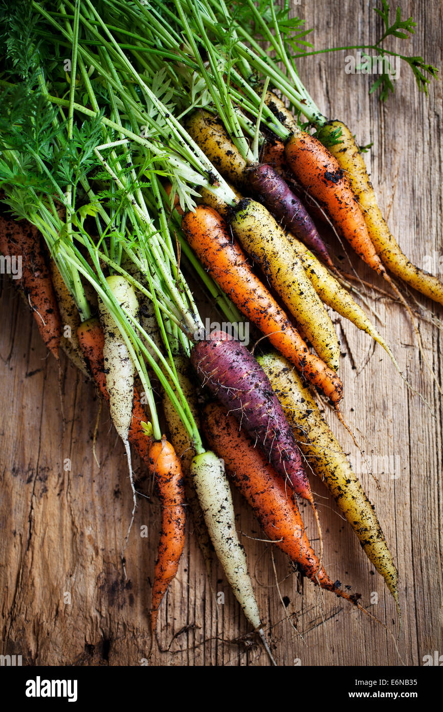 Fresh rainbow carrots picked from the garden Stock Photo - Alamy