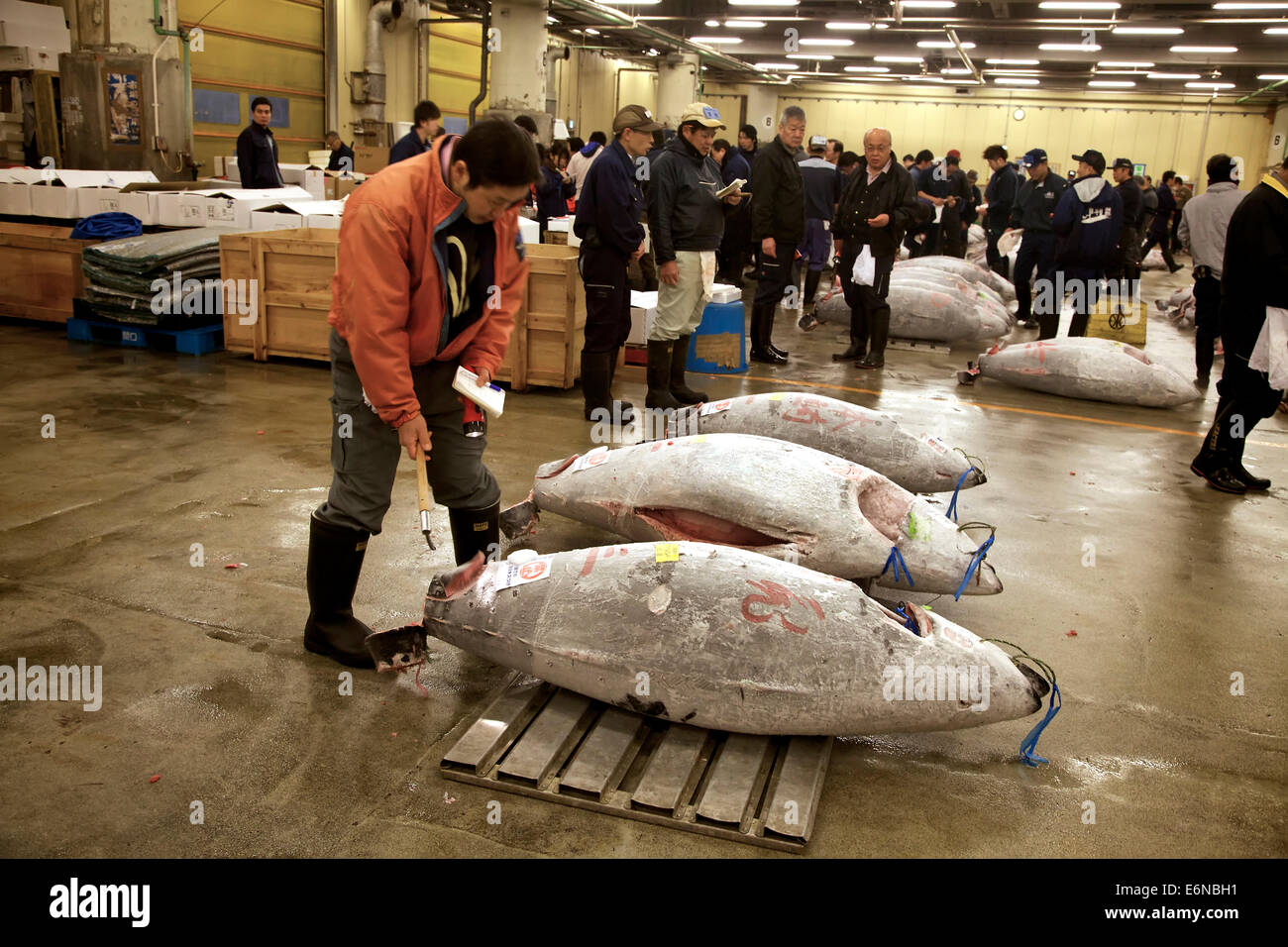 Tuna auction at Tsukiji fish market in Tokyo, Japan, Asia, the largest ...