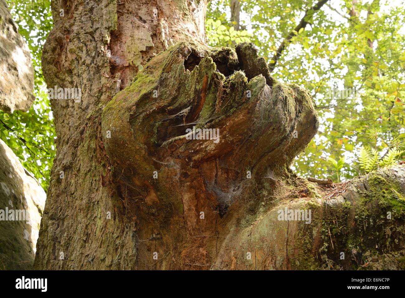 Tree trunk in Fontainebleau forest Stock Photo - Alamy