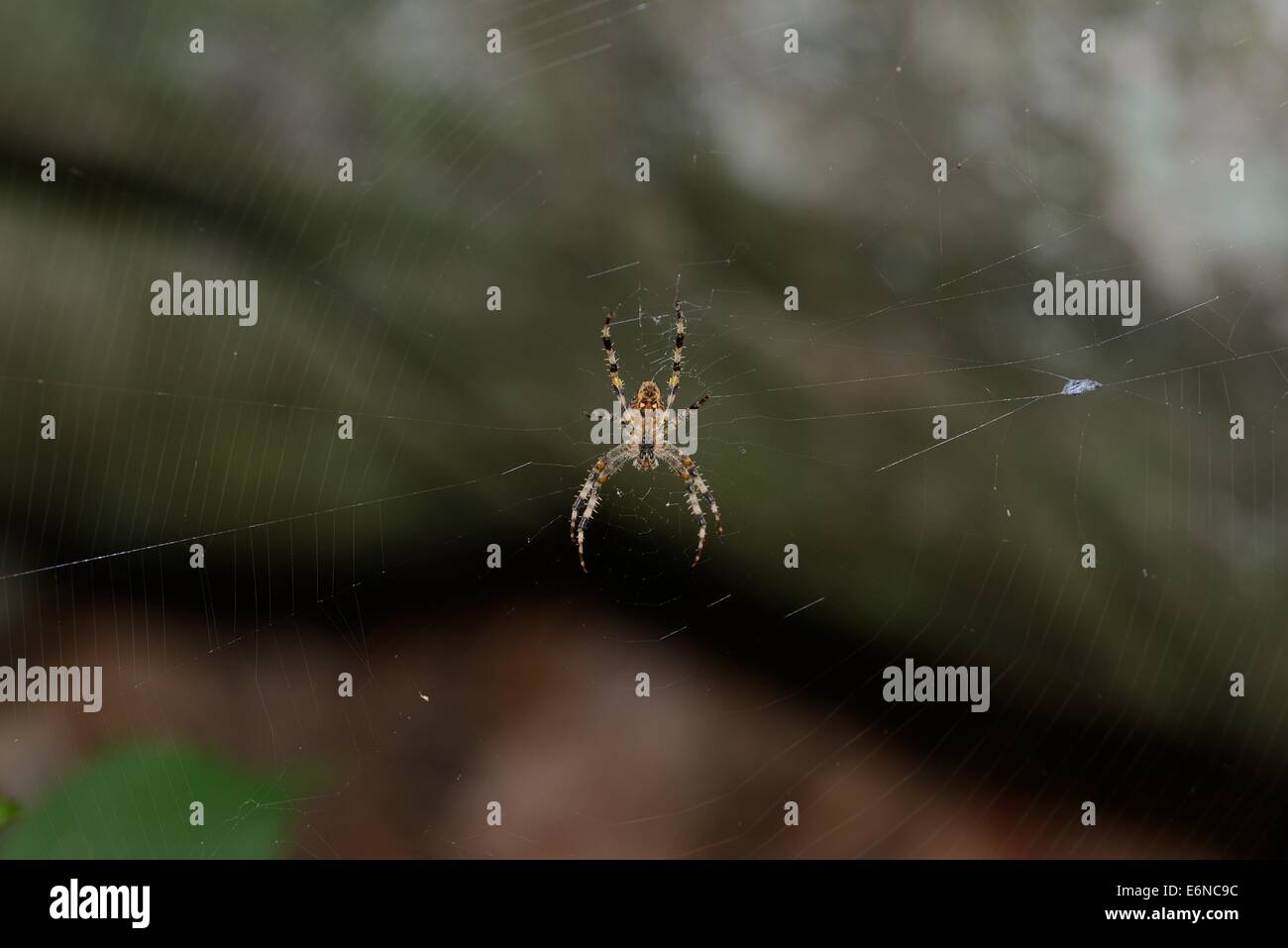 Spider in her web Stock Photo - Alamy