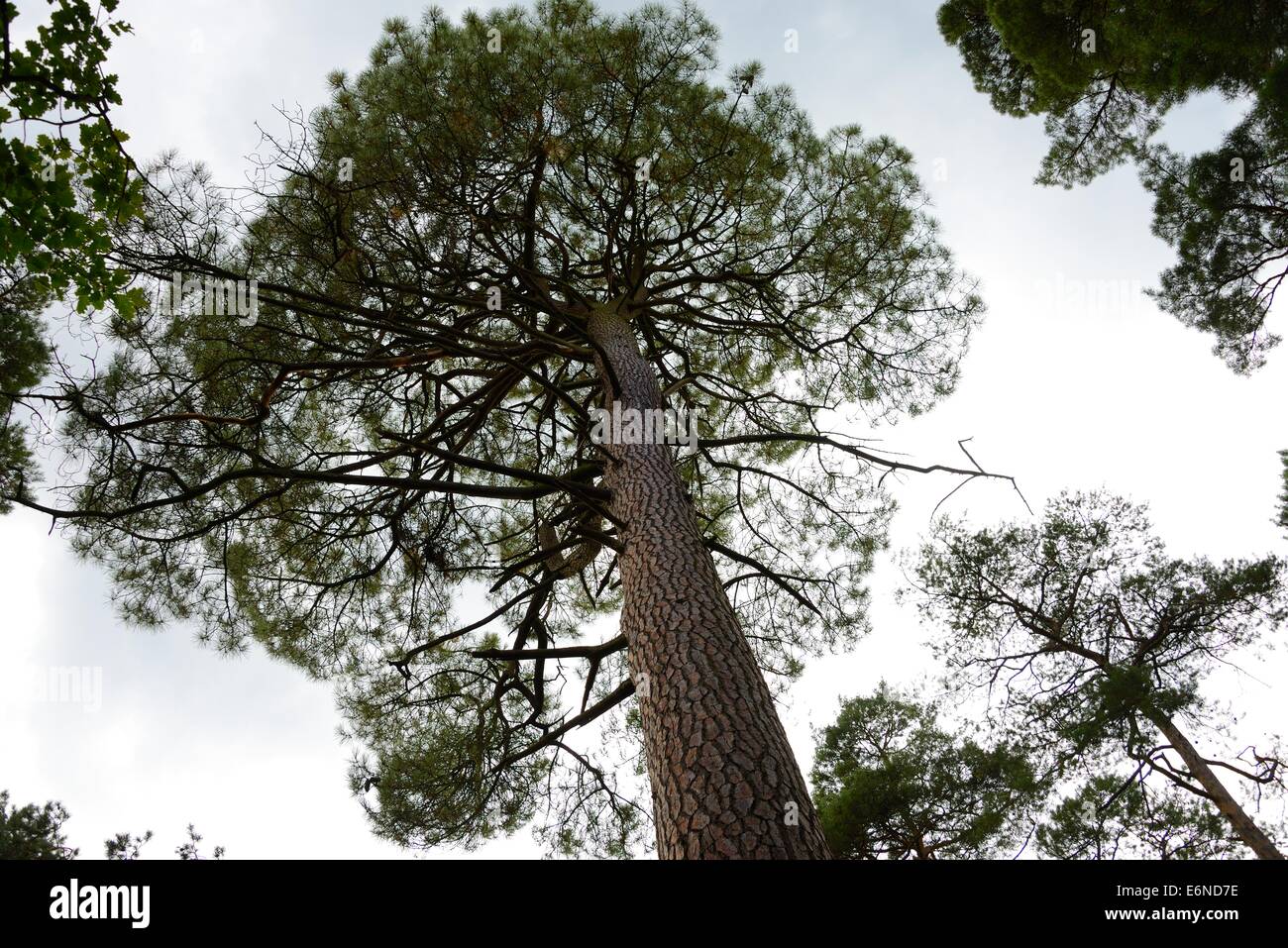 High tree hi-res stock photography and images - Alamy