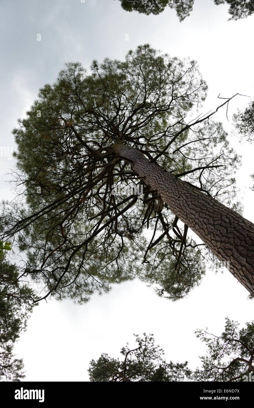 High tree hi-res stock photography and images - Alamy