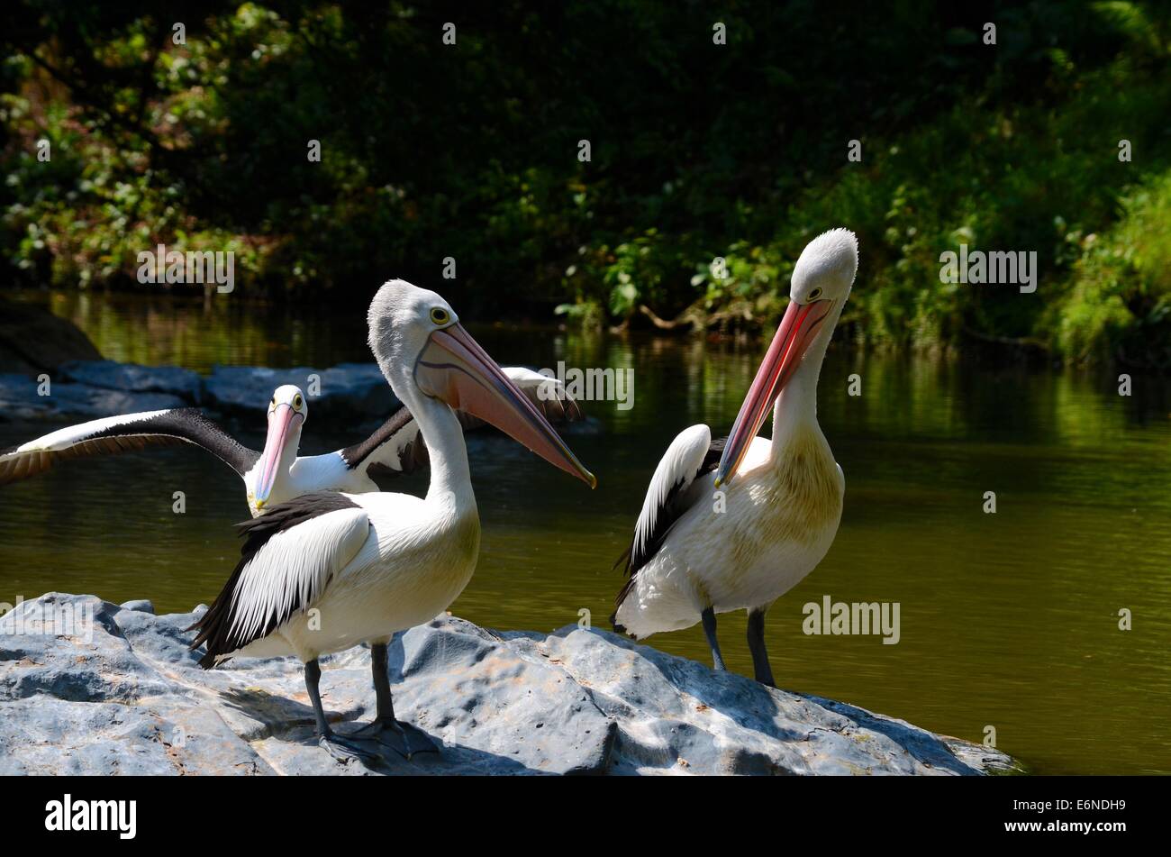 Dragon Gaurding Tower