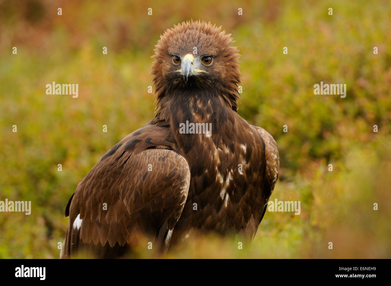 Golden Eagle, in the middle of autumn colored vegetation showing off ...