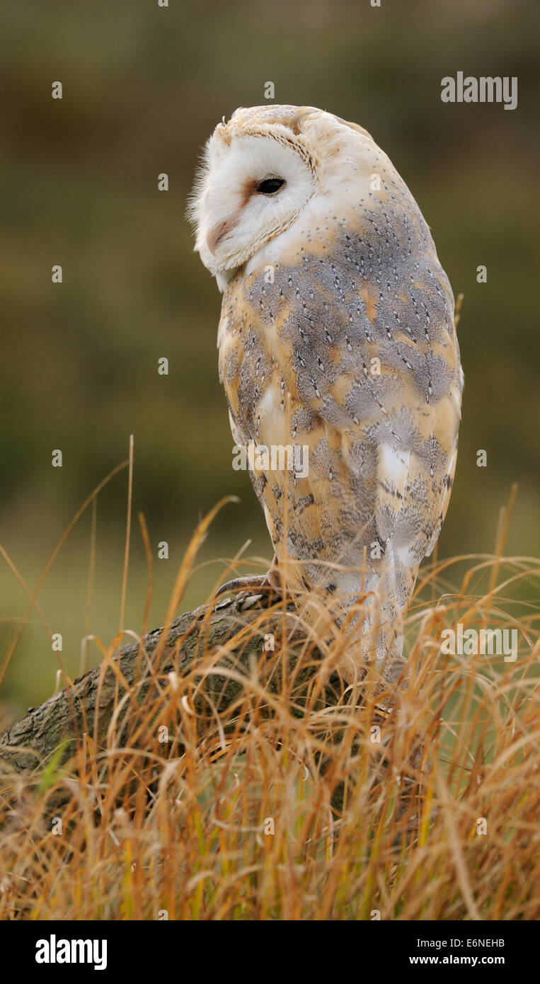 Barn Owl photographed n the middle of autumn colored vegetation at a ...