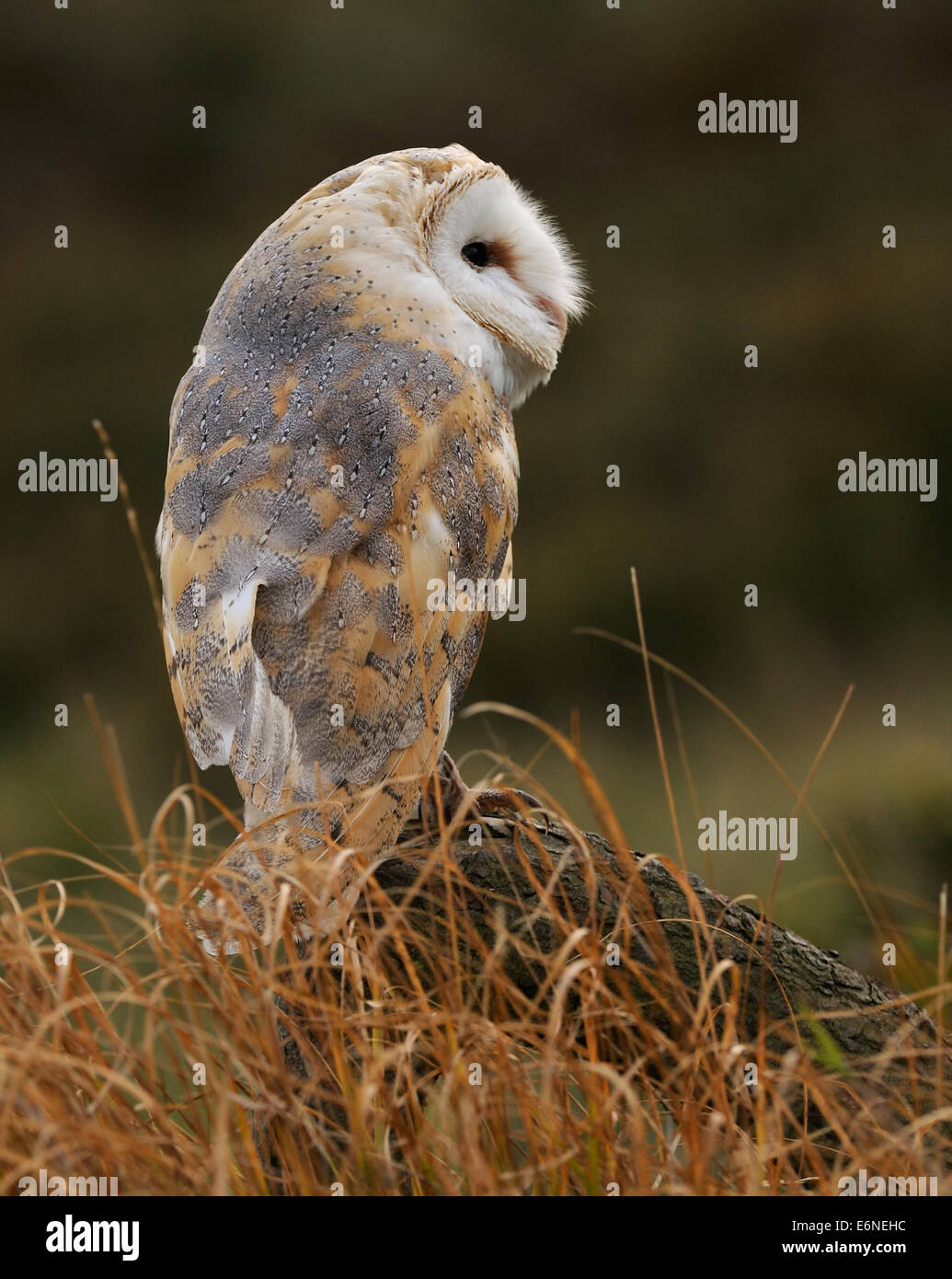 Barn Owl photographed n the middle of autumn colored vegetation at a ...