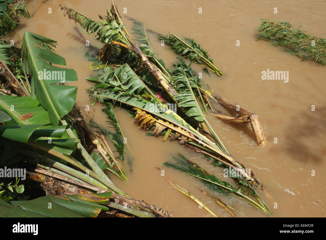 Plants floating in flood hi-res stock photography and images - Alamy