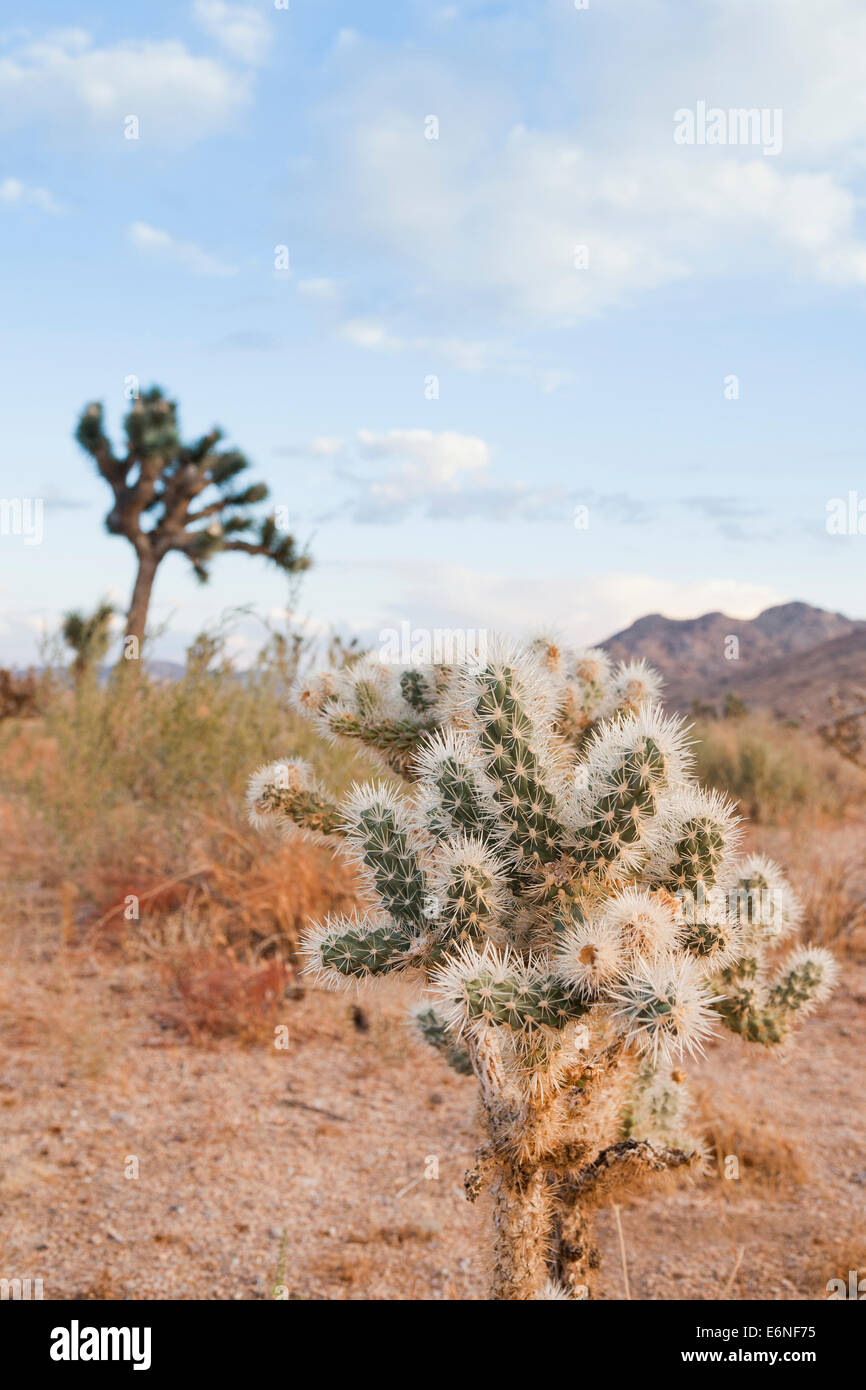 Cholla cactus close up - Mojave desert, California USA Stock Photo - Alamy