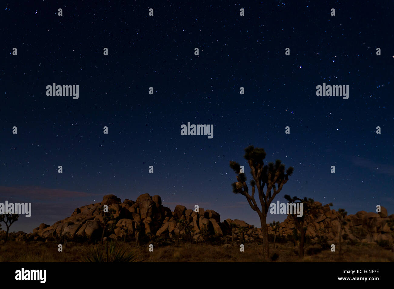 Starry night sky with tree hi-res stock photography and images - Alamy