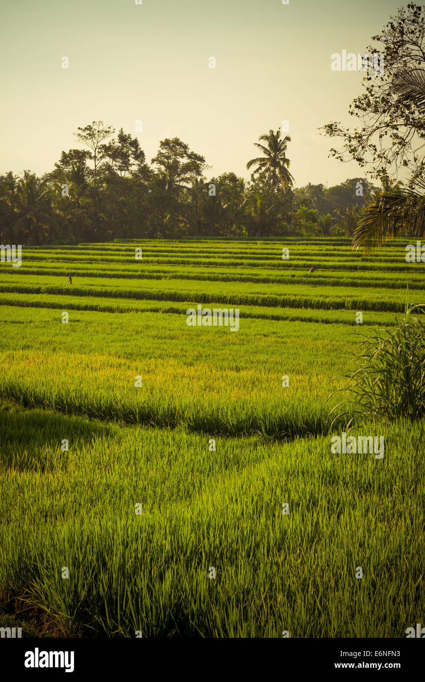 Balinese traditional culture - rice field in Ubud Stock Photo - Alamy