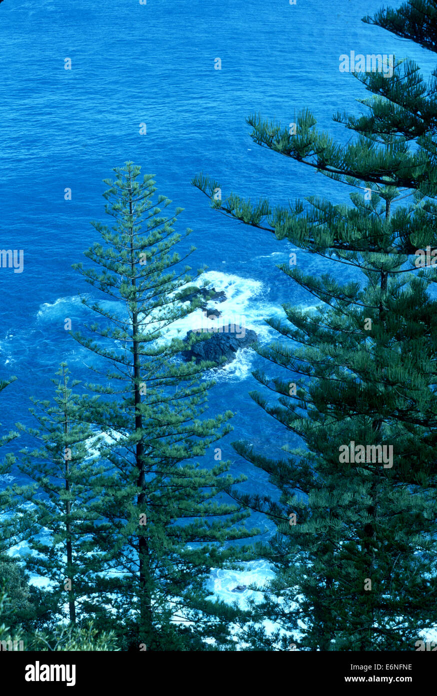 Norfolk Island pine-trees, Araucaria heterophylla, Australia Stock ...