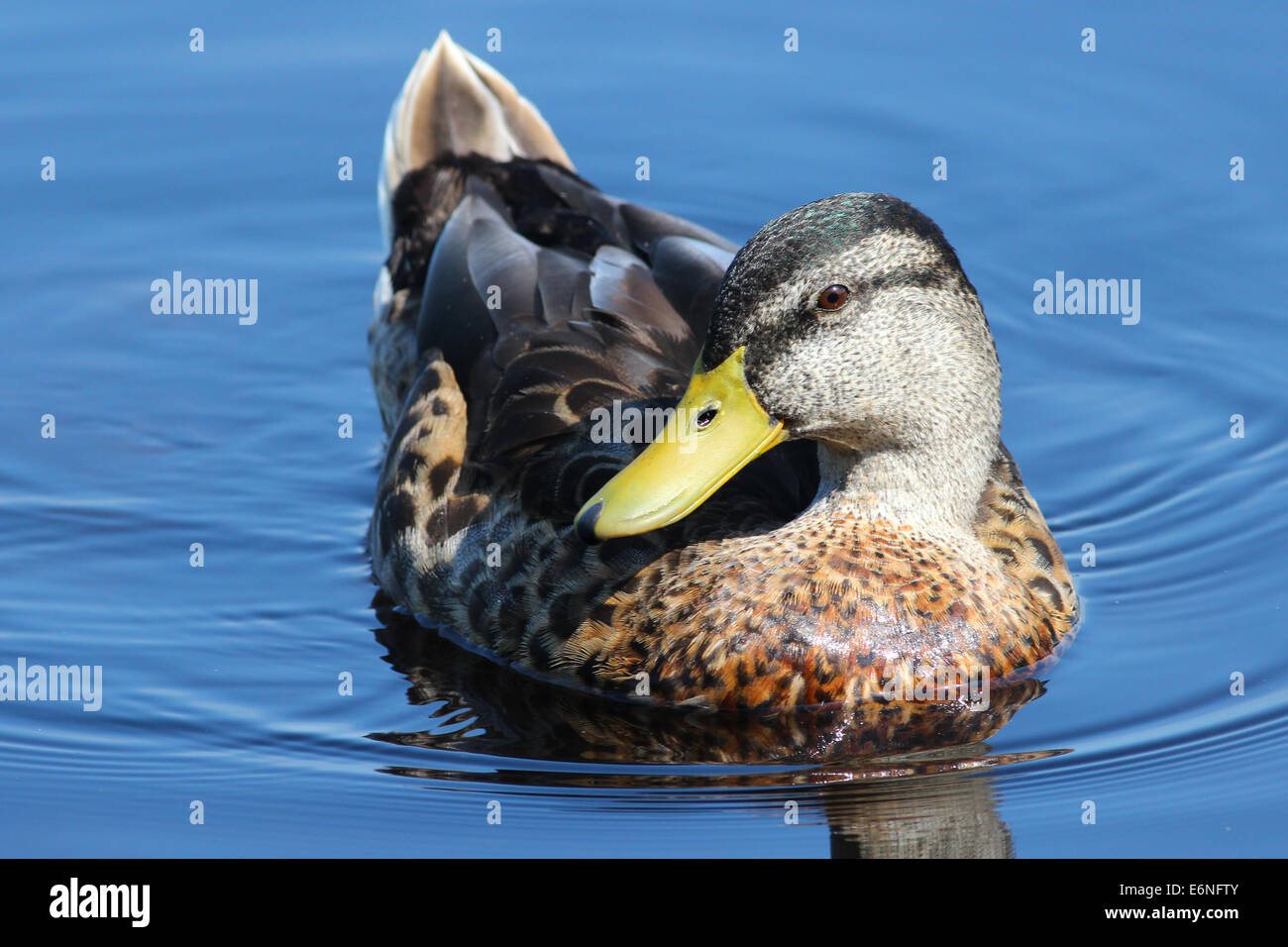 Florida mottled duck swimming Stock Photo - Alamy