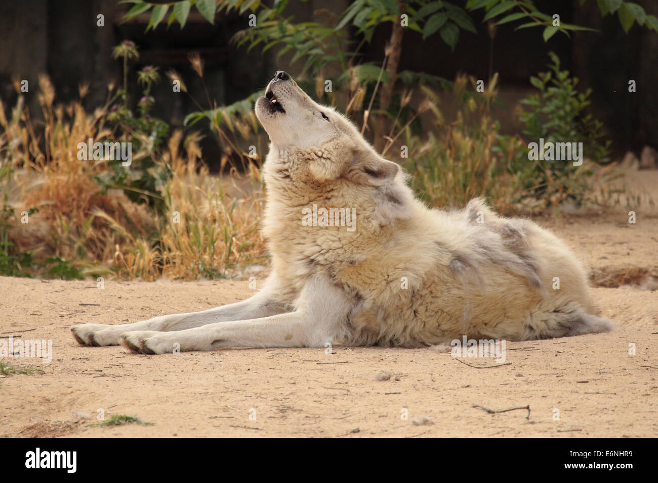 a wild wolf lying on the floor howling Stock Photo - Alamy