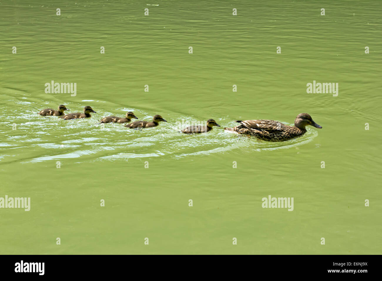 Mother Duck with her new born offspring Stock Photo - Alamy