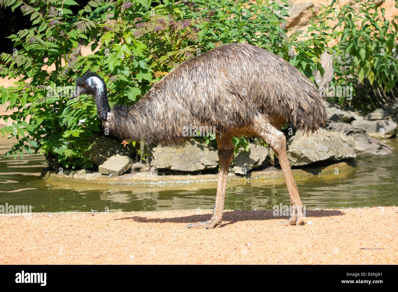 Big emu bird by the riverbank in the forest Stock Photo - Alamy