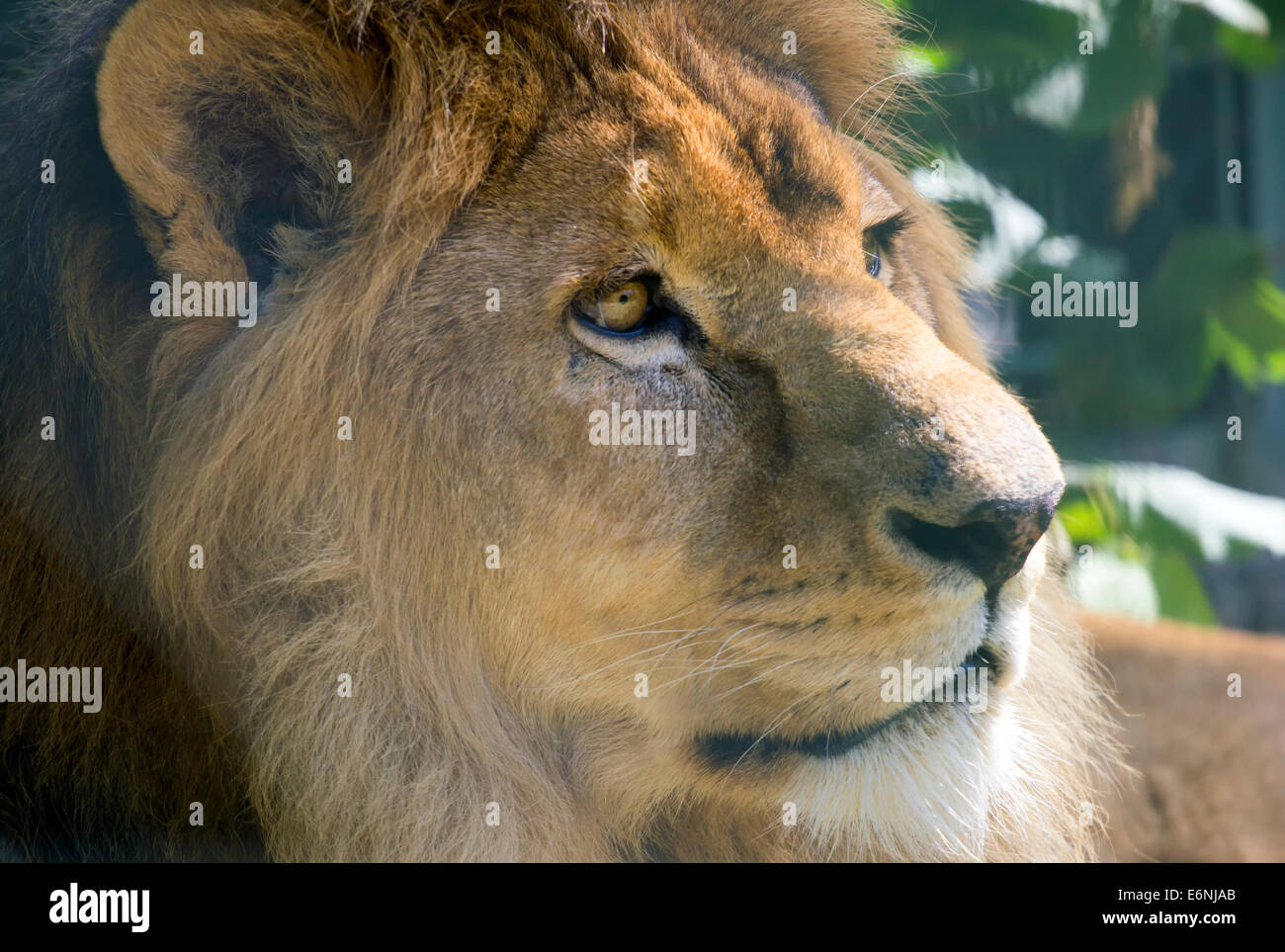 Beautiful lion hi-res stock photography and images - Alamy